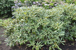 Rhododendron Yaku Princess - The Site Gardener