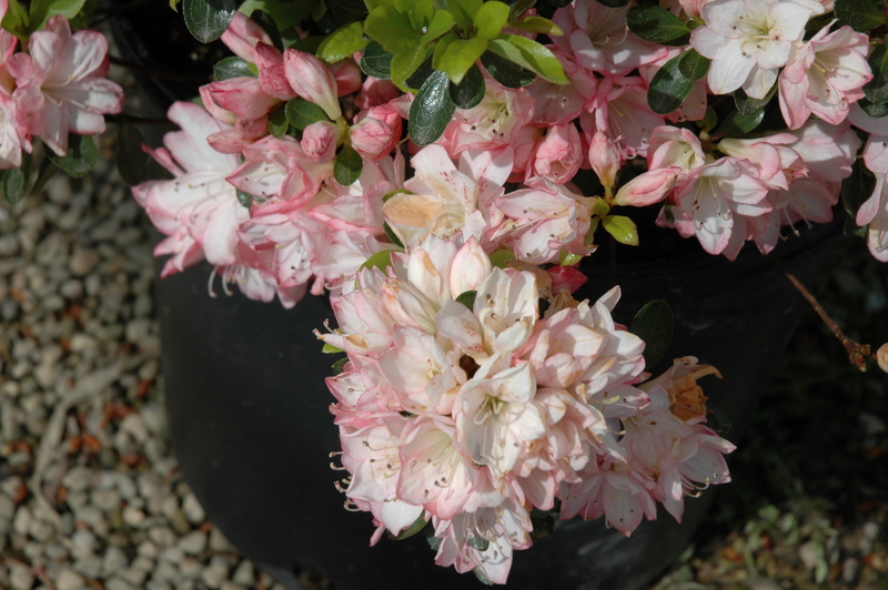 Rhododendron Yaku Princess - The Site Gardener