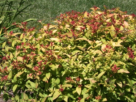 Spirea bumalda Firelight - The Site Gardener