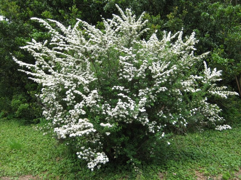 Spiraea nipponica June Bride - The Site Gardener