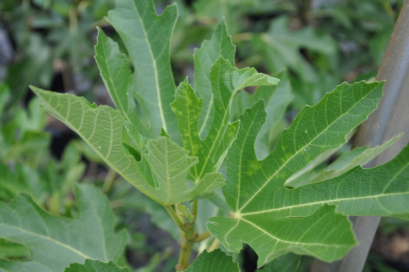 Fig Negronne - The Site Gardener