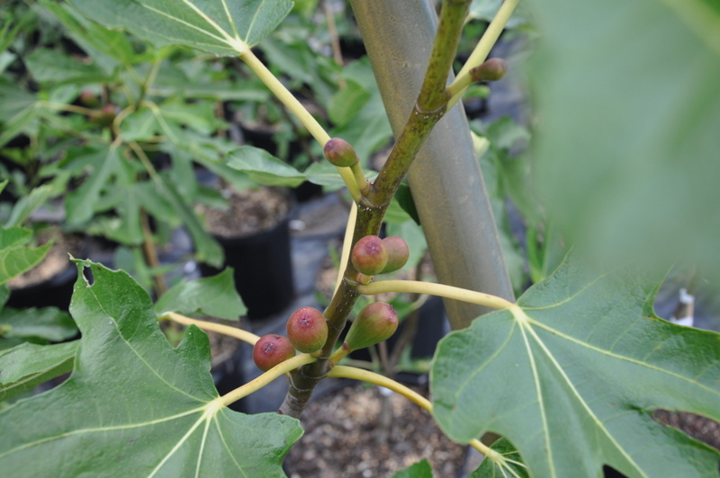 Fig Negronne - The Site Gardener