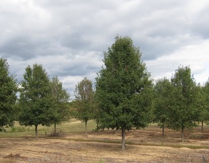 Pyrus calleryana 'Cleveland Select' - The Site Gardener