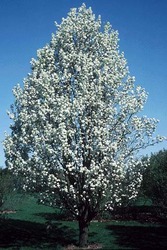 Pyrus calleryana 'Cleveland Select' - The Site Gardener