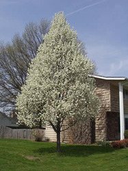 Pyrus calleryana 'Cleveland Select' - The Site Gardener