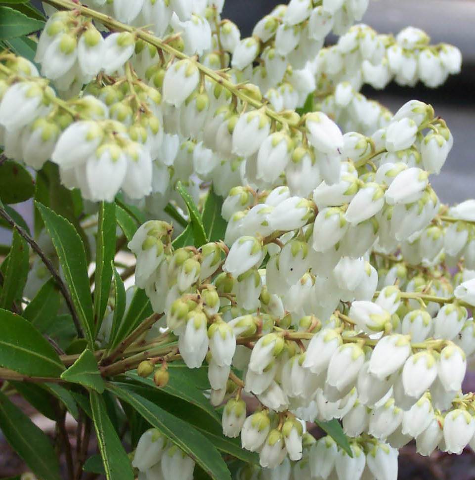 Pieris japonica 'Prelude' - The Site Gardener