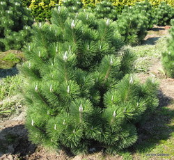 Pinus thunbergii 'Thunderhead' - The Site Gardener