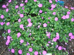 Geranium sanguineum Max Frei - The Site Gardener