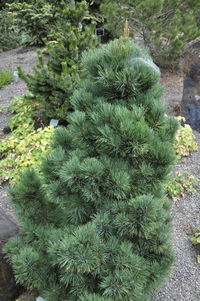 Pinus strobiformis - The Site Gardener