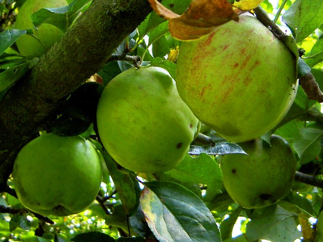 Malus domestica 'Gravenstein' Dwarf - The Site Gardener