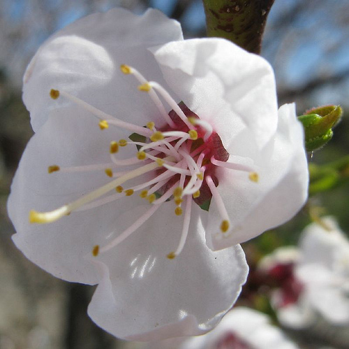 Prunus armeniaca 'Goldcot' Dwarf - The Site Gardener