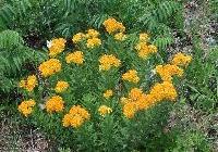 Asclepias tuberosa 'Hello Yellow' - The Site Gardener