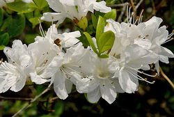 Azalea 'Hino White' Dwarf - The Site Gardener