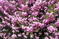 Erica x darleyensis Mediterranean Pink - The Site Gardener