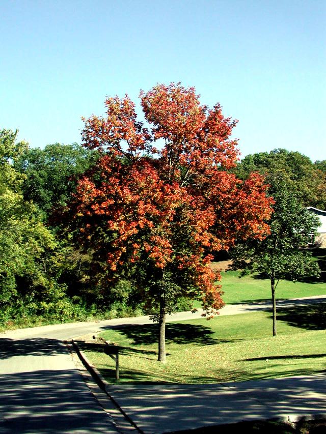 Fraxinus americana 'Junginger' Autumn Appause - The Site Gardener