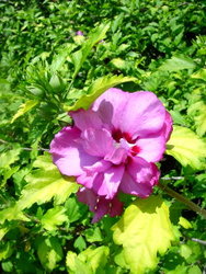 Hibiscus syriacus 'Collie Mullens - The Site Gardener