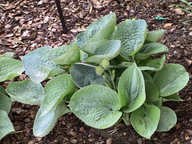 Hosta Love Pat - The Site Gardener
