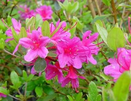 Azalea 'Amoena' - The Site Gardener