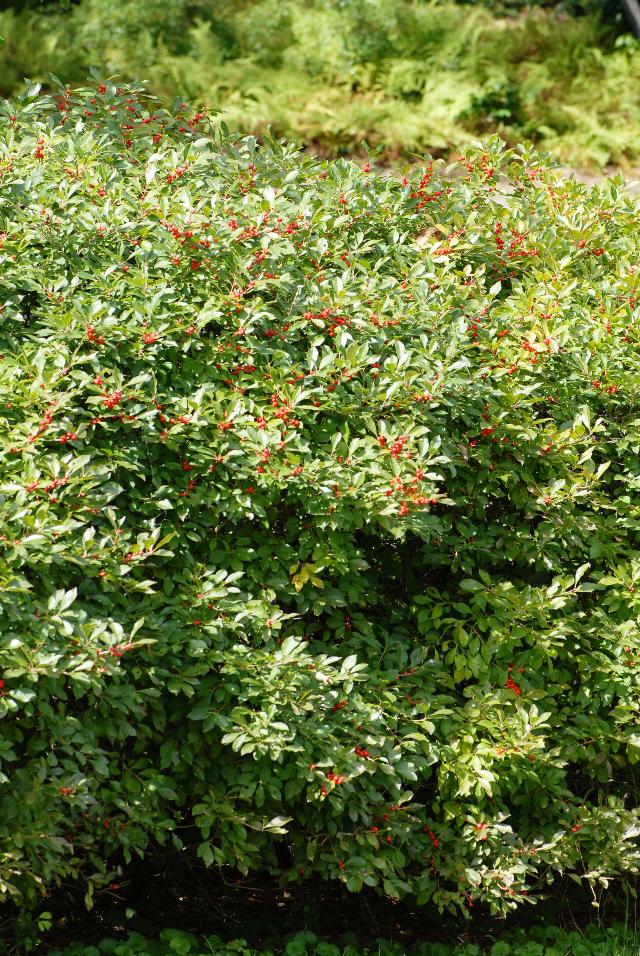 Ilex verticillata 'Red Sprite' - The Site Gardener