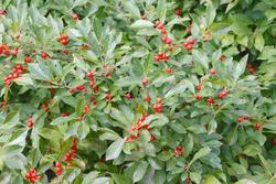 Ilex verticillata 'Red Sprite' - The Site Gardener