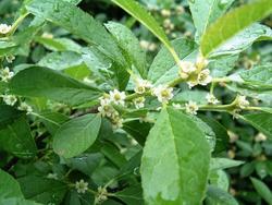 Ilex verticillata 'Red Sprite' - The Site Gardener
