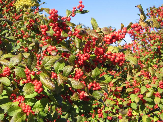 Ilex verticillata Sparkleberry - The Site Gardener
