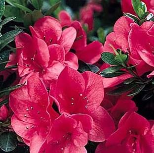 Azalea Pink Cascade - The Site Gardener