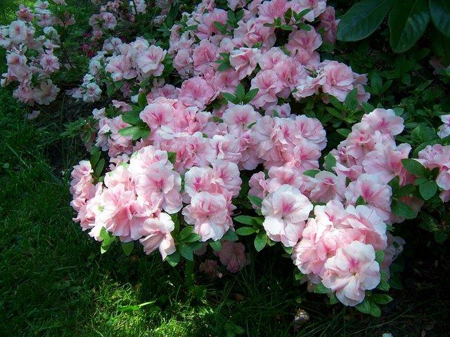 Azalea 'Conversation Piece' - The Site Gardener
