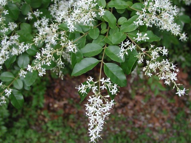 Ligustrum ovalifolium - The Site Gardener