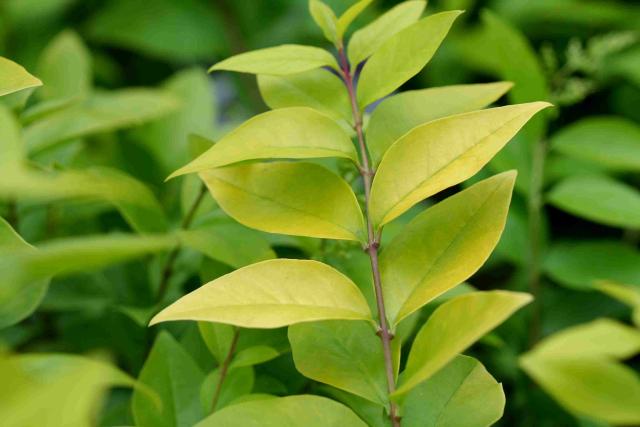 Ligustrum x vicaryi - The Site Gardener