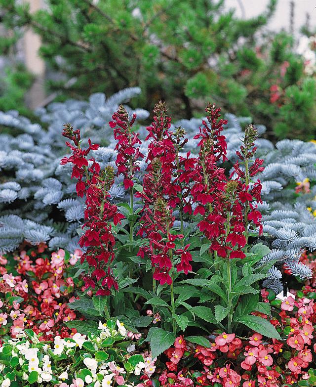 Lobelia x speciosa 'Compliment Deep Red' - The Site Gardener