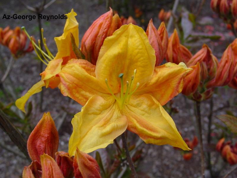 Rhododendron Exbury George Reynolds - The Site Gardener