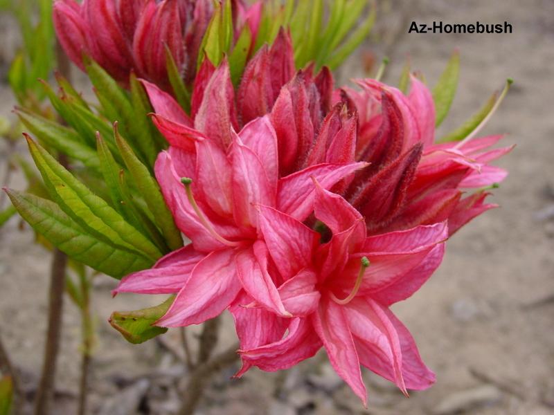Azalea 'Homebush' - The Site Gardener