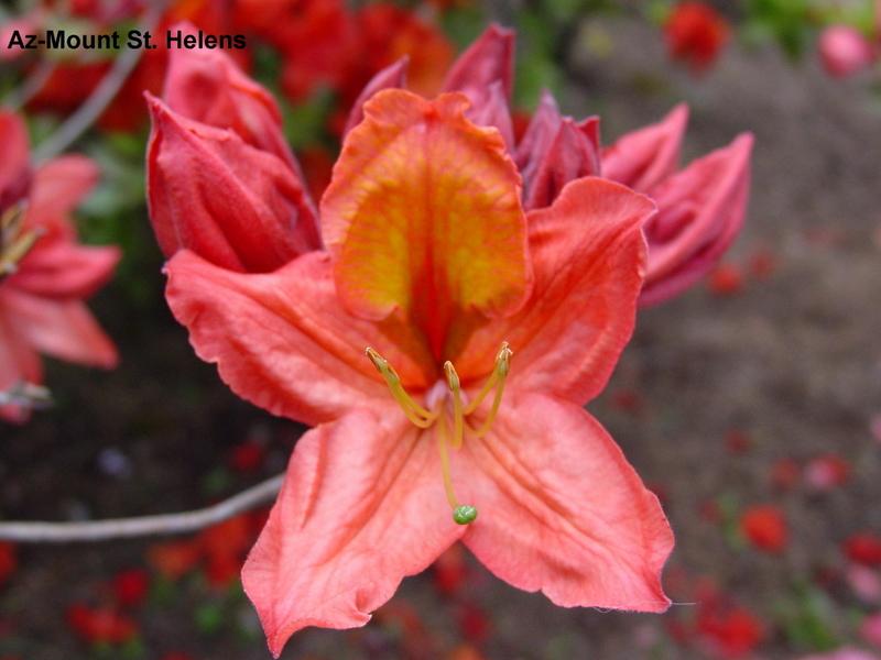 Azalea 'St. Helens' - The Site Gardener