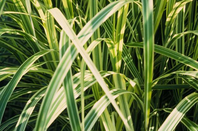 Miscanthus sinensis Variegatus - The Site Gardener