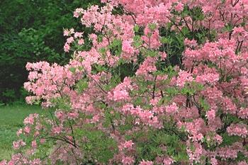 Azalea Exbury Pink Lights - The Site Gardener