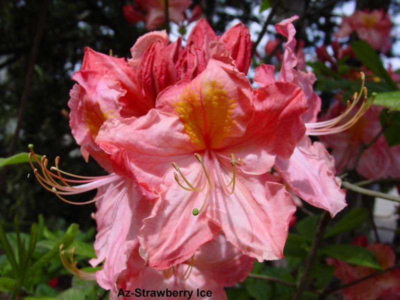 Rhododendron 'Strawberry Ice'( Exbury Hybrid) - The Site Gardener
