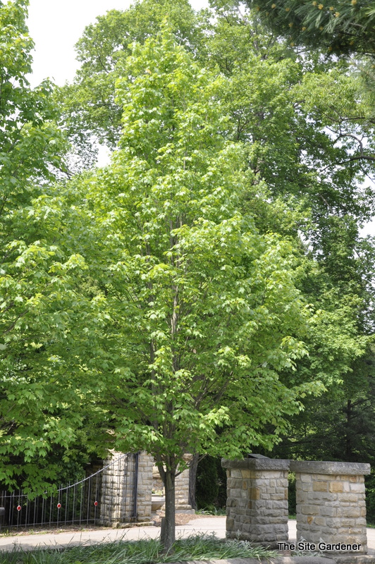 Acer rubrum 'Bowhall' - The Site Gardener