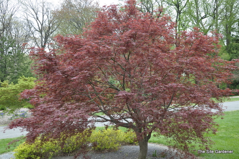 Acer palmatum 'Sherwood Flame' - The Site Gardener