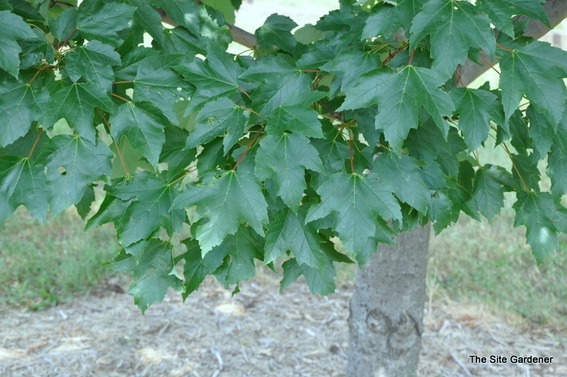 Acer rubrum 'New World' - The Site Gardener