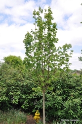 Acer saccharum 'Fall Fiesta' - The Site Gardener