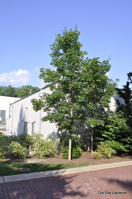 Acer saccharum 'Steeple' - The Site Gardener