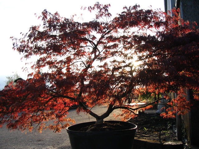 Acer palmatum dissectum 'Inaba shidare' - The Site Gardener