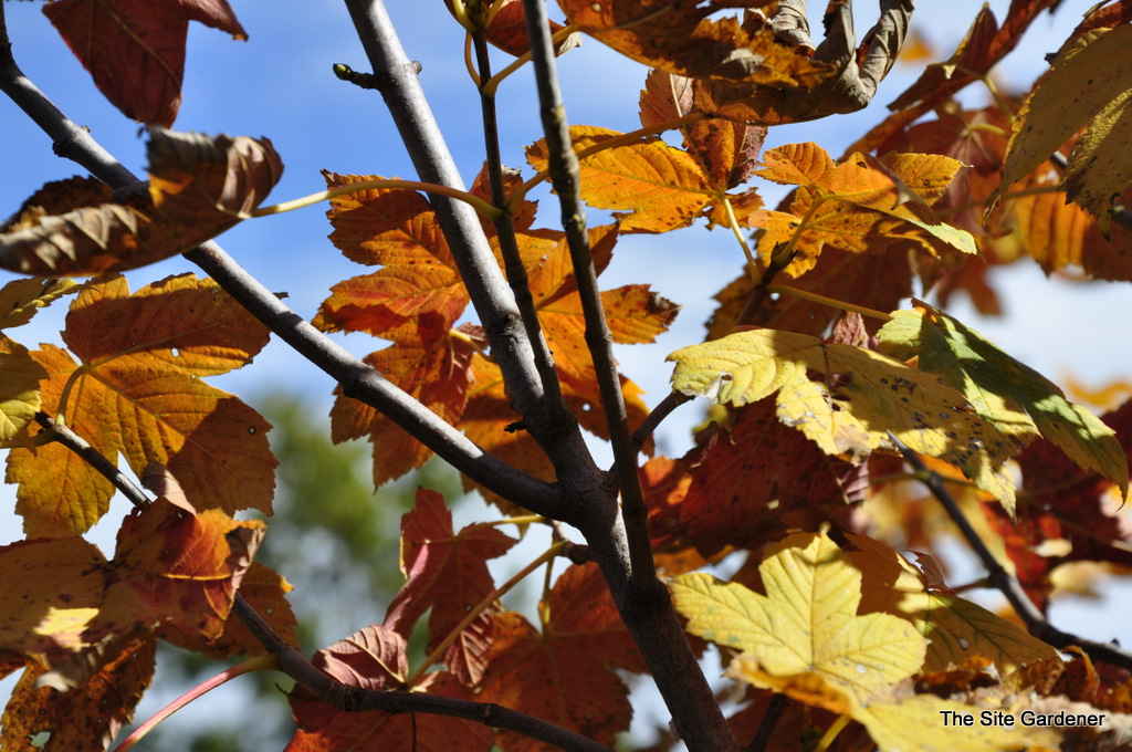 Acer pseudoplatanus 'Eskimo Sunset' - The Site Gardener
