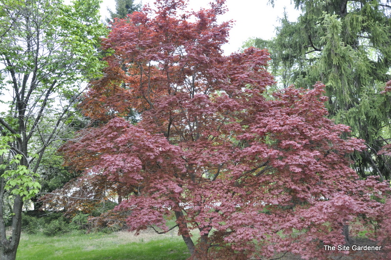 Acer Palmatum 'Oshio Beni' - The Site Gardener