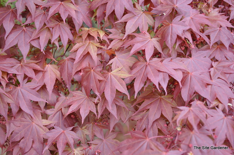 Acer Palmatum 'Oshio Beni' - The Site Gardener