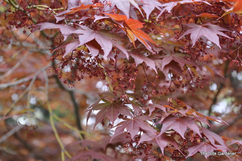Acer Palmatum 'Oshio Beni' - The Site Gardener