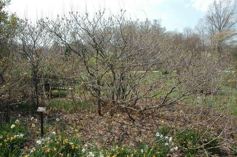 Aesculus parviflora - The Site Gardener