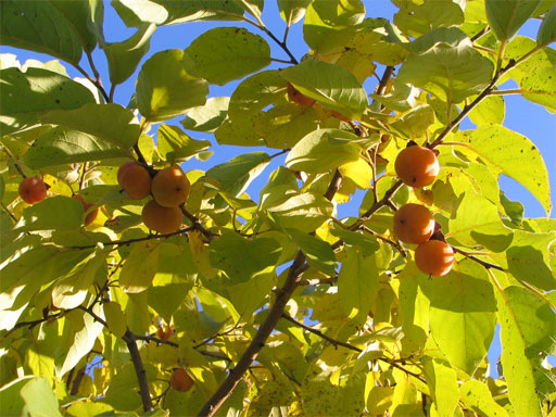 Diospyros virginiana 'Meader' - The Site Gardener