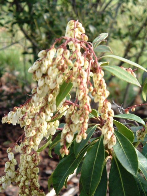 Pieris japonica 'Historyland Supreme' - The Site Gardener